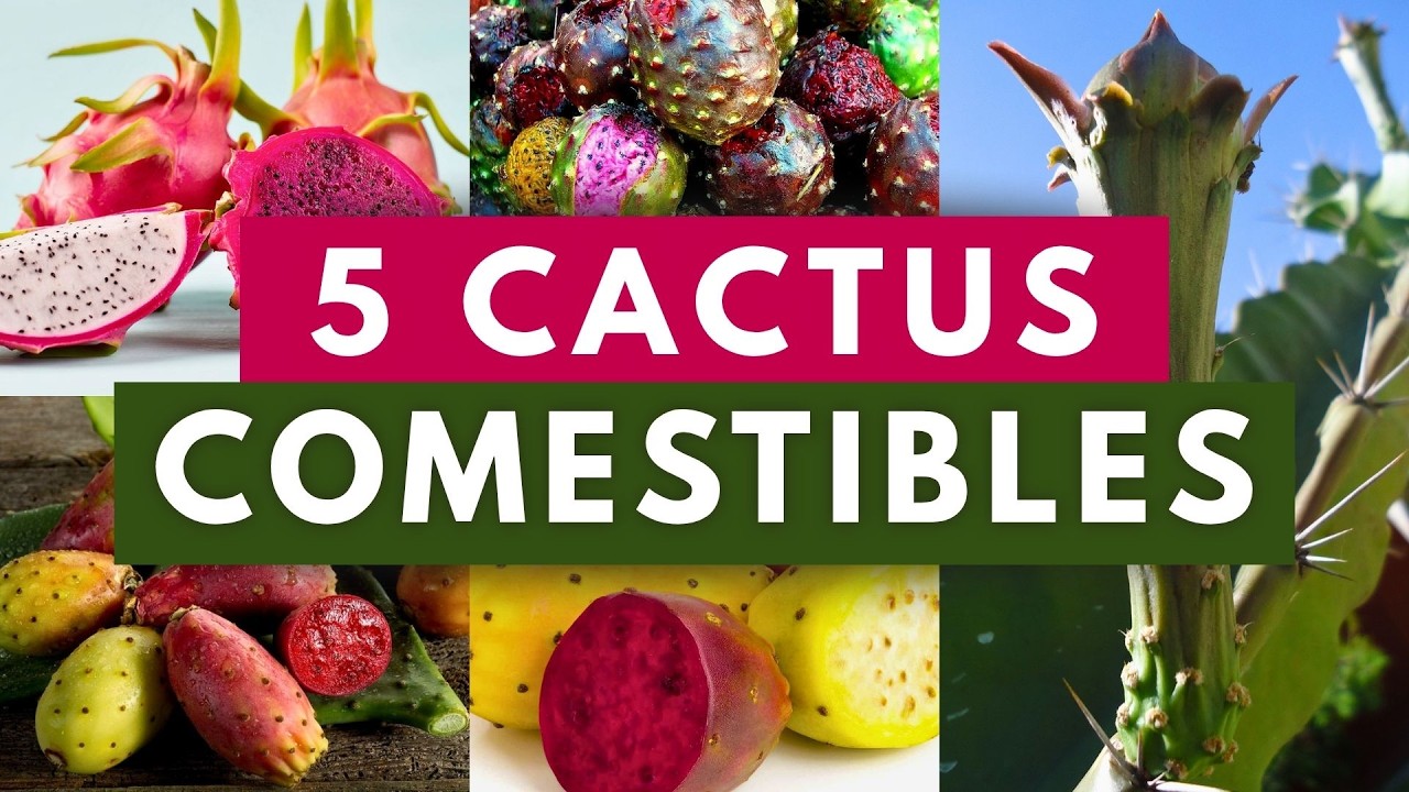 5 Cactus COMESTIBLES 🌵 | Cacti You Can Eat | Edible Cacti - YouTube