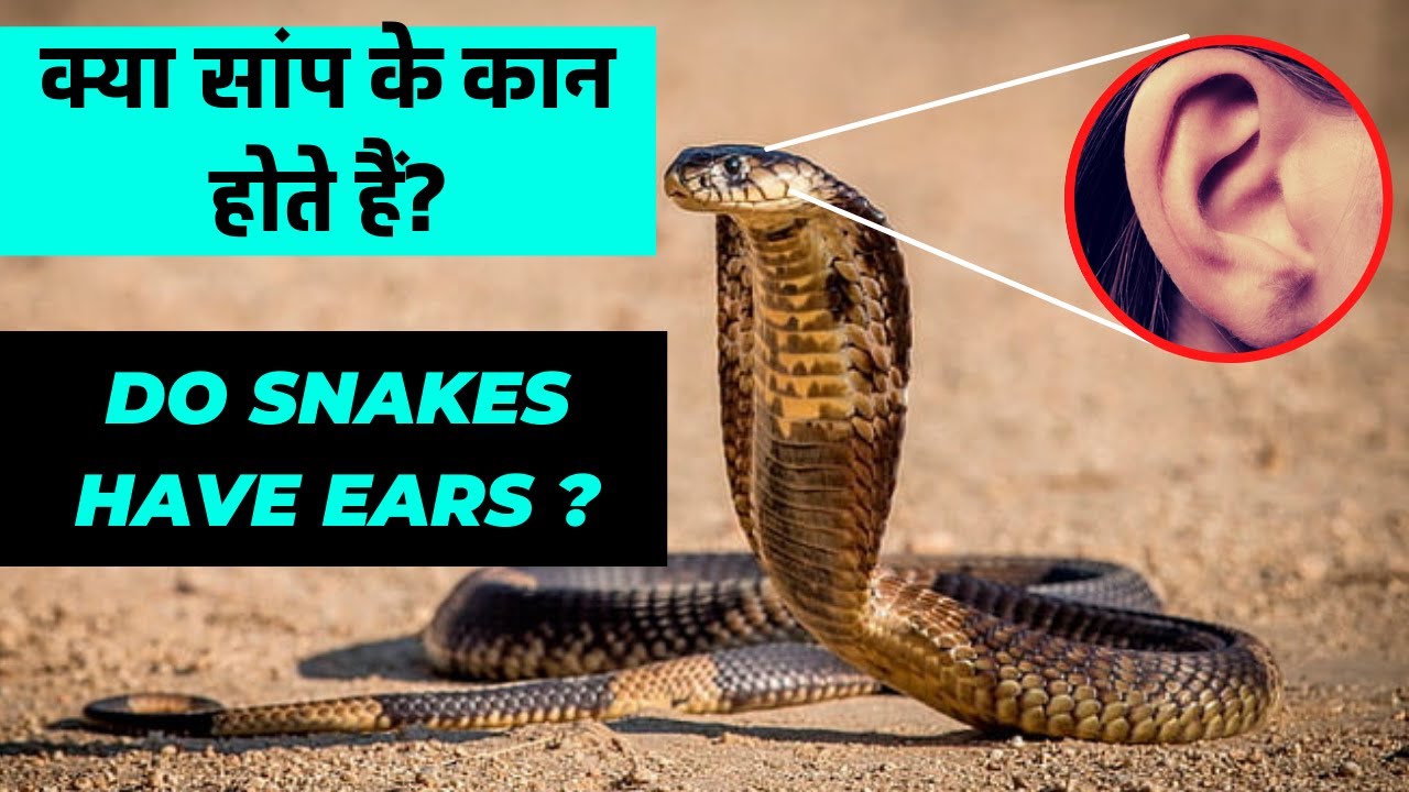 DO SNAKES HAVE EARS ? | क्या सांप के कान होते हैं? - YouTube
