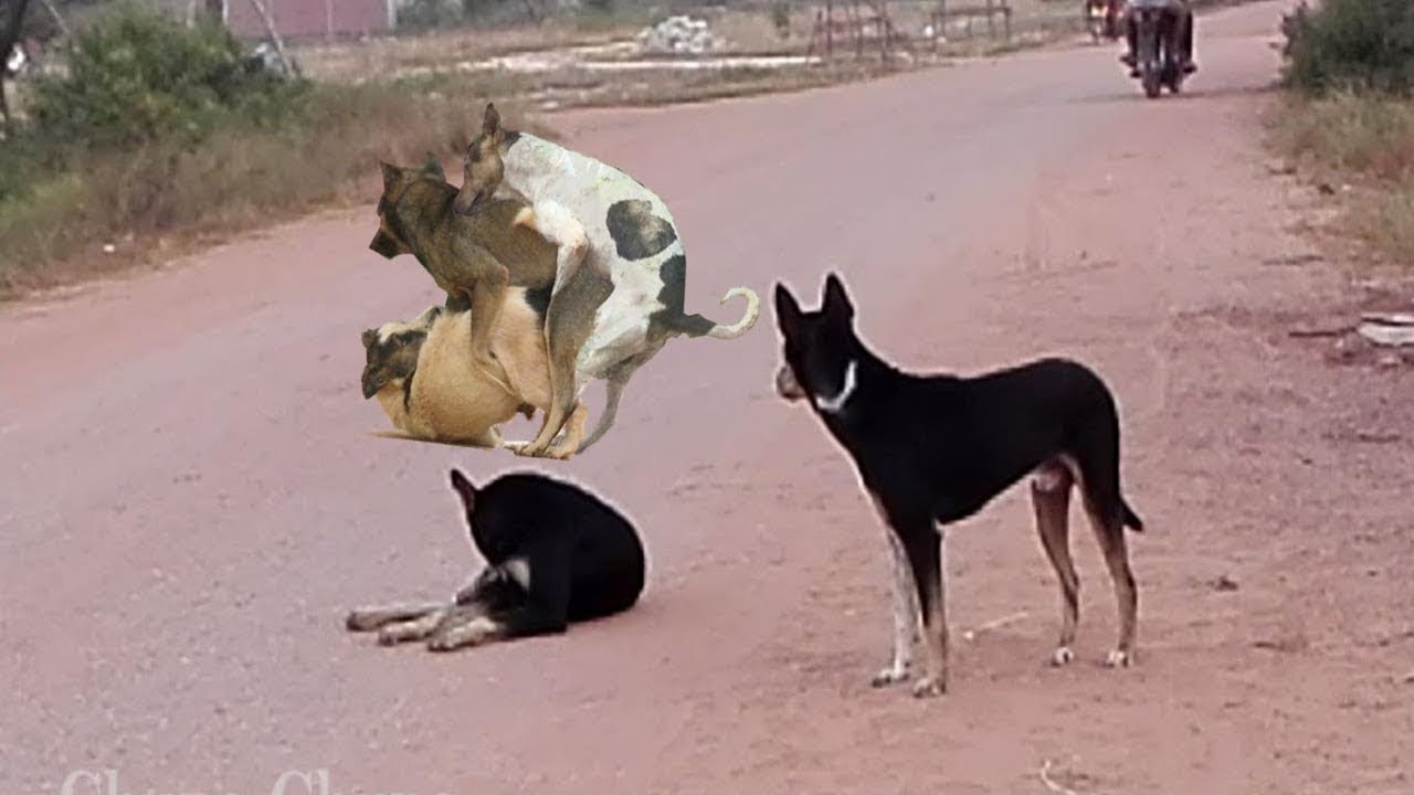 Awesome Rural Dogs !! Dog Meeting for the Summer Season in Village ...