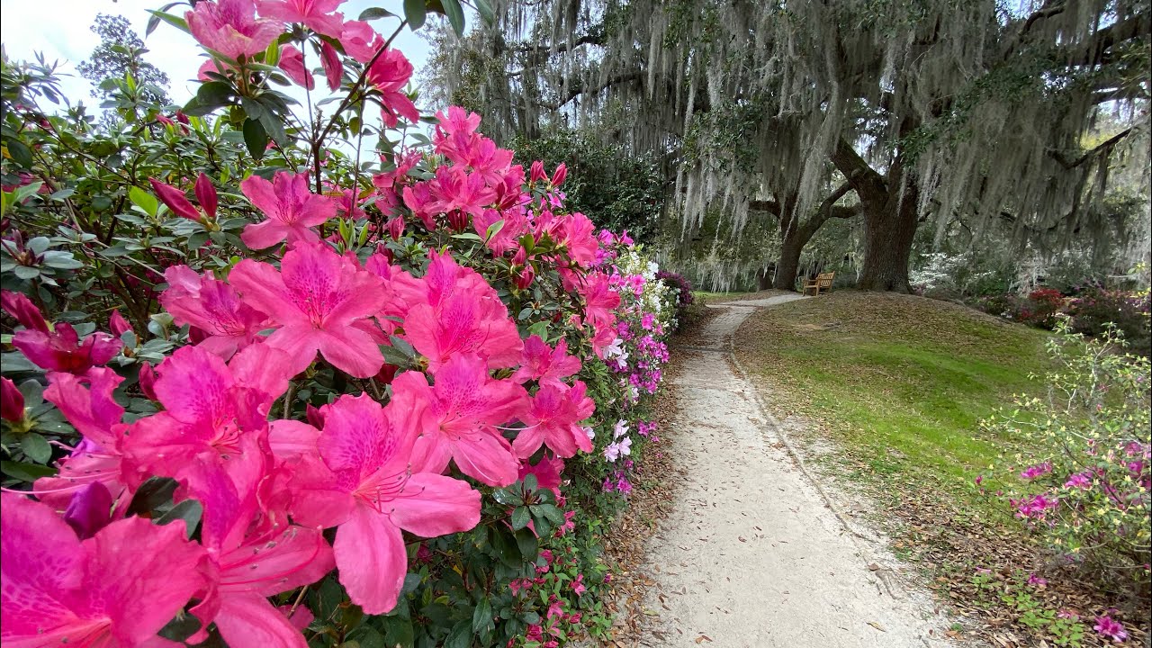 The azaleas are coming!!! Middleton Place in Charleston, SC. - YouTube