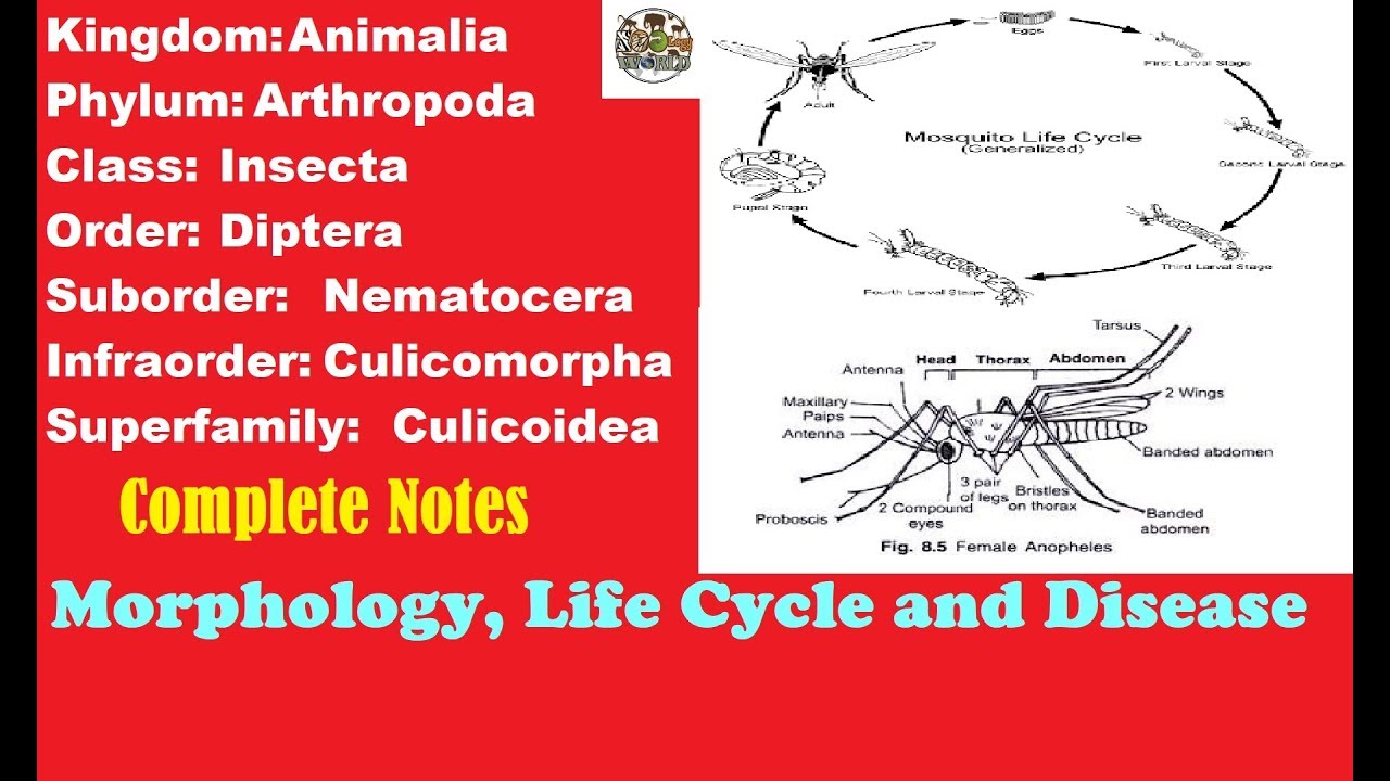 Mosquito. ||Morphology, Structure and Life Cycle|| |With Completes ...