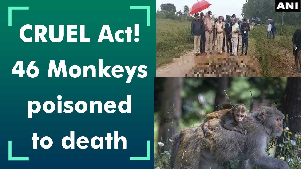 Around 46 Monkeys Poisoned to Death in Karnataka’s Hassan - YouTube