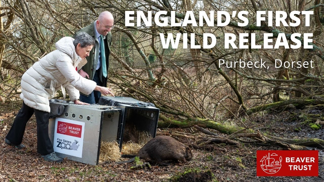 Beaver release: England's first licensed wild release - YouTube