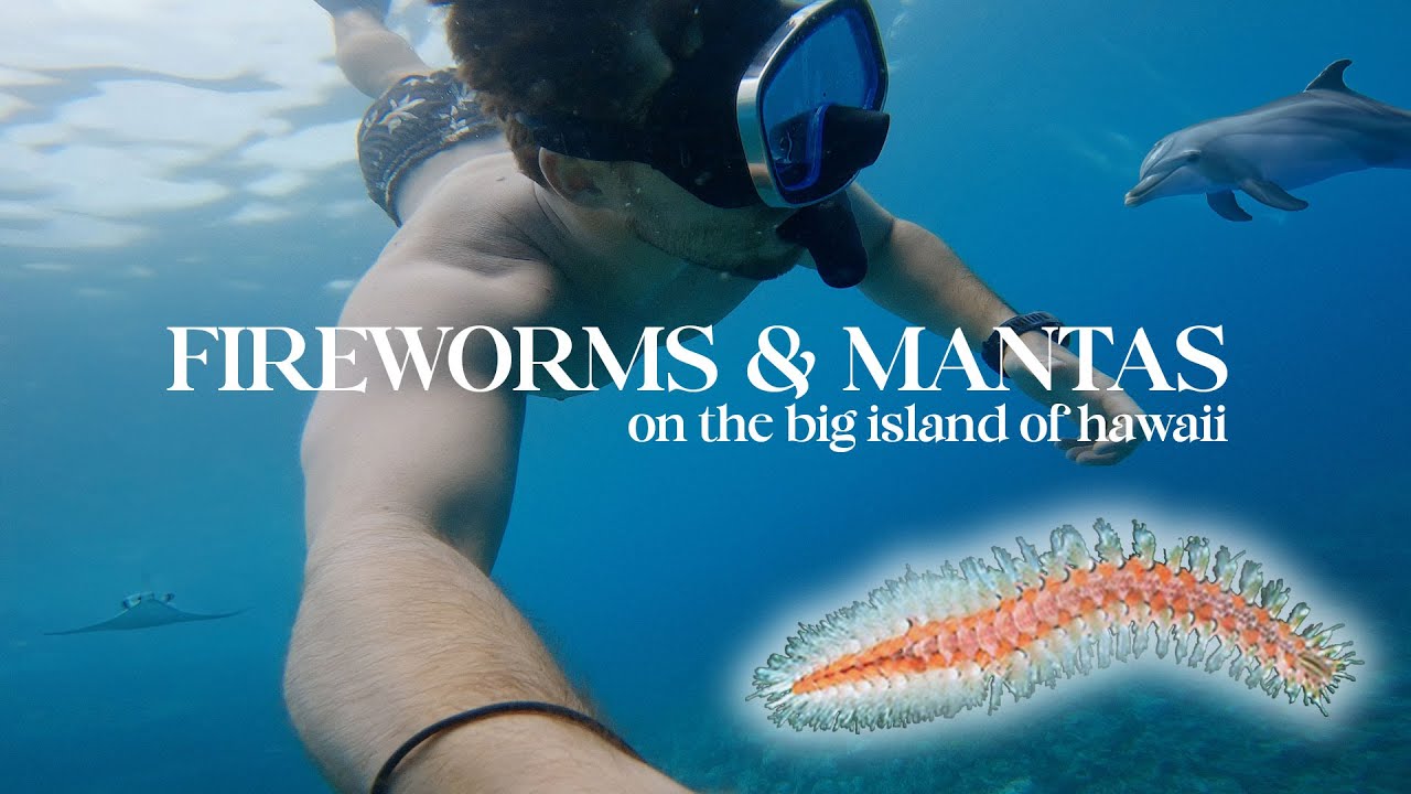 We went on the Kona Manta Ray tour and found FIREWORMS instead! - YouTube