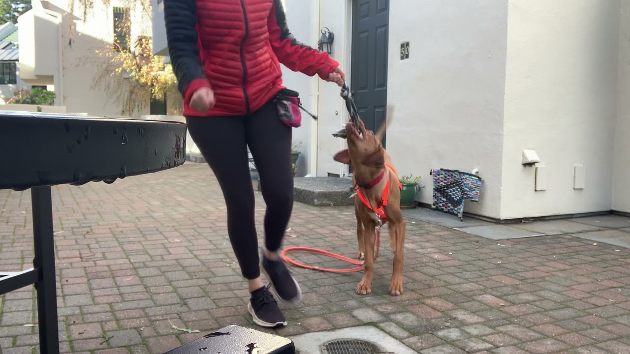 Recall without treats with 6 month old rhodesian ridgeback (part 2 ...