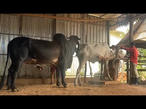 Cow 🐄 from Cambodian amazing for breading - YouTube