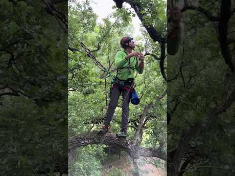 Staying on rope with the Taz Lov3