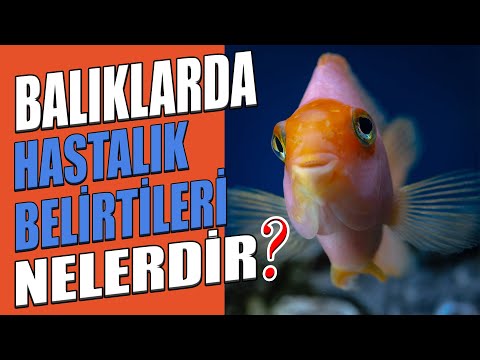 BALIKLARIN HASTA OLDUĞU NASIL ANLAŞILIR? -Hasta Balık Nasıl Anlaşılır? - Hasta Balık Belirtileri