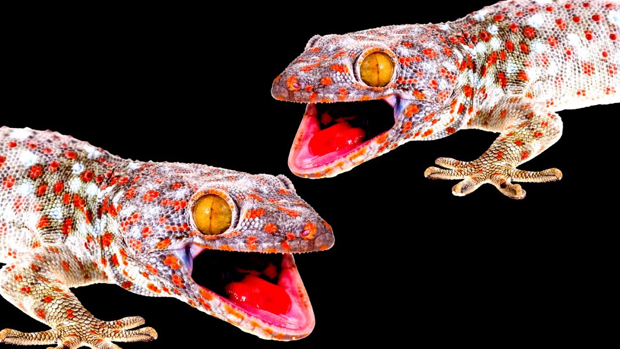 Auto Tidur, Suara Tokek,Suara Tokek, Gecko, Sound of Tokay,Tắc Kè ...