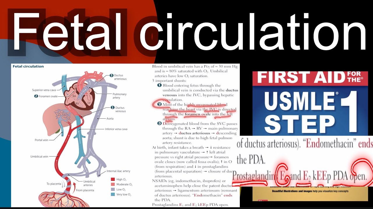 Fetal circulation- All details about circulation & shunts in Hindi/Urdu ...