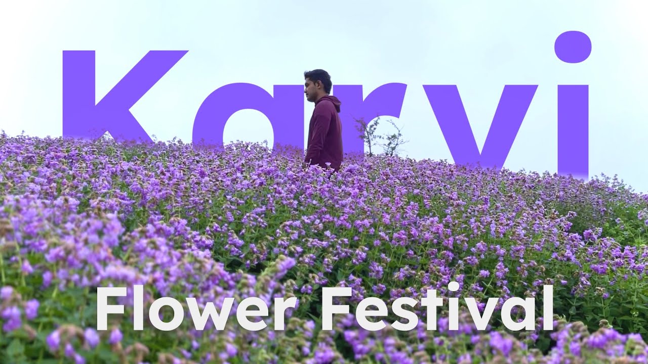 Karvi Flower Festival - Lonavala - Maharashtra - YouTube