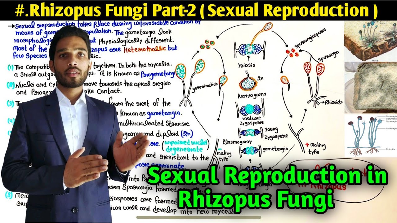 Rhizopus Fungi Part 2 Sexual Reproduction In Rhizopus Fungi Bsc Msc Pgt Biology Youtube