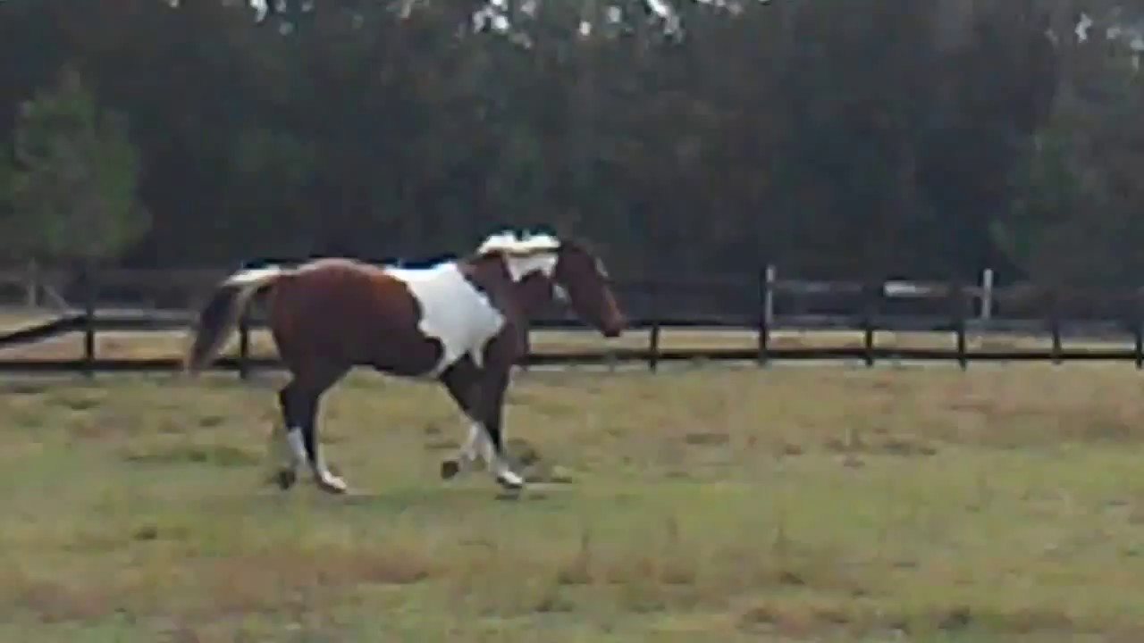 Celeste Pre-Foaling Crab -- Trotted Fast Across Arena From Miss Cadence ...