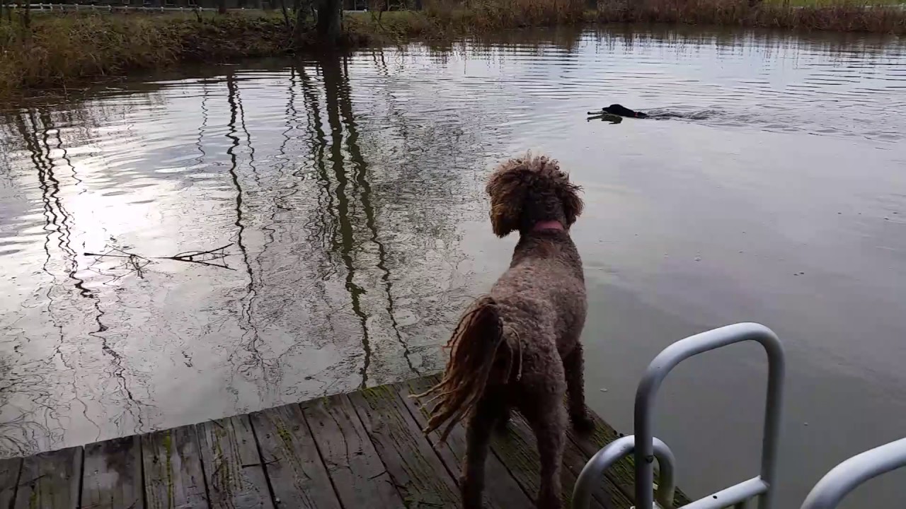 Barley falling off dock, doesn't care - YouTube