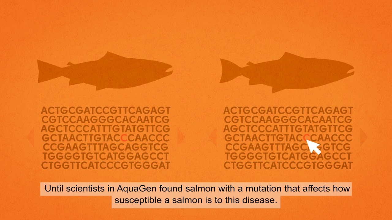 AquaGen - From traditional to modern selective breeding - YouTube