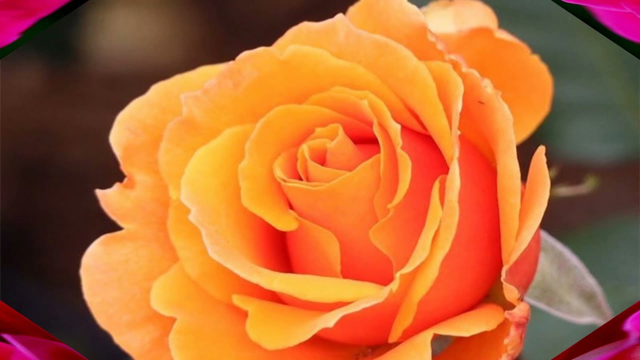 Favorite roses (HD1080p) - YouTube