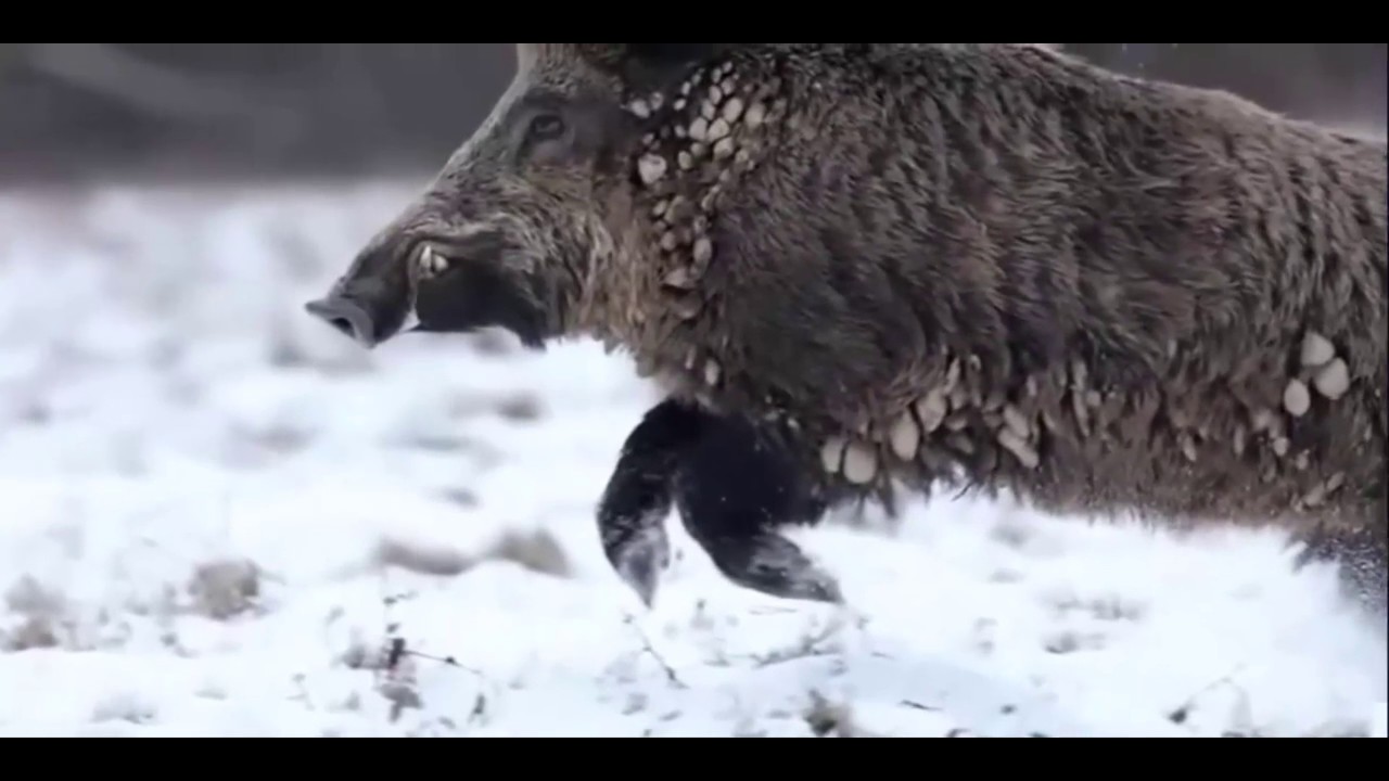 TOP 10 BEST SHOOTS ON WILD BOAR - YouTube
