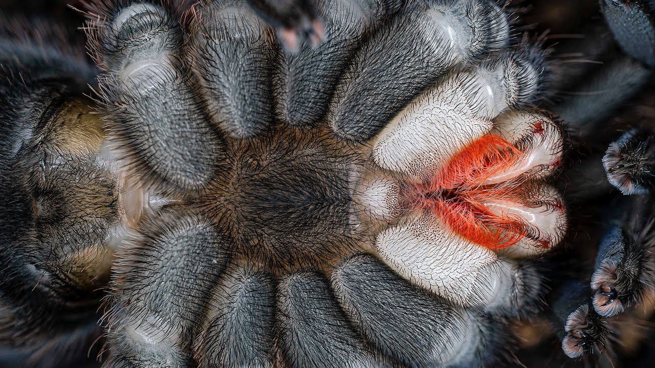 Tarantula Molting | Time-lapse | Ultra HD Resolution - YouTube
