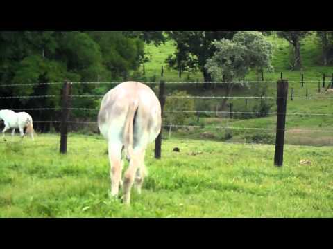 JUMENTO  FENOMENO DO HE SITIO MABATE.