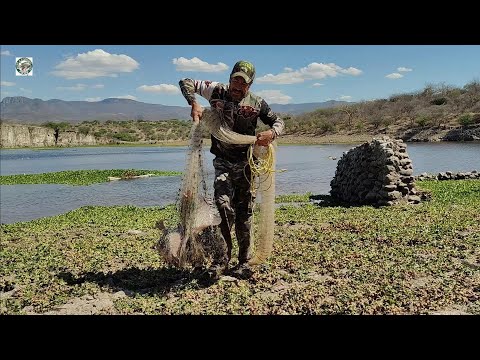Mira cuanta tilapia monstruo salió puras gigantes de 3 y 4 kilos