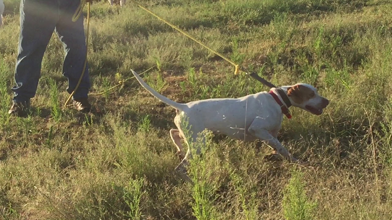Started English Pointer Champion Elhew Pedigree Male 1 - YouTube