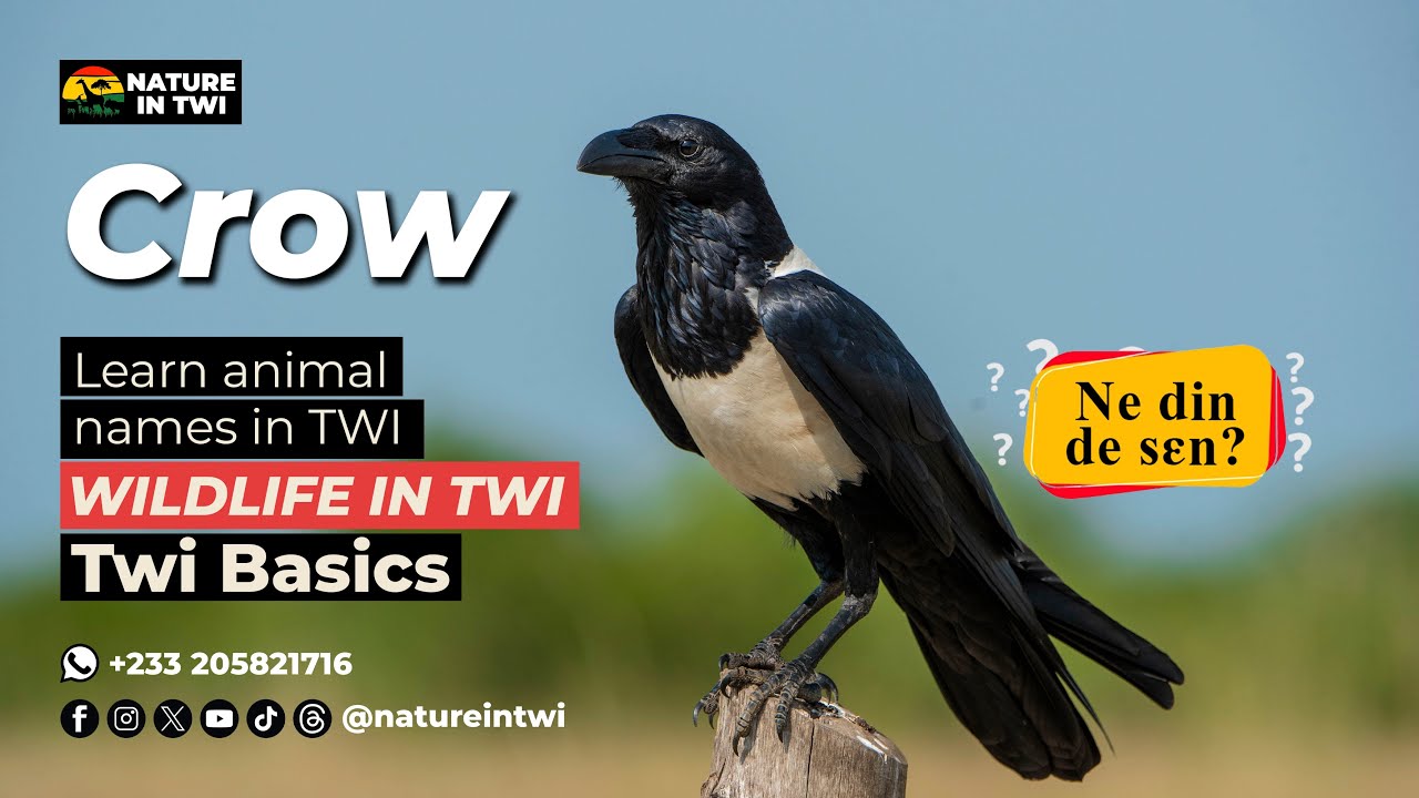 Twi Names for the African Pied Crow: Ghana wildlife in Twi | Birds of ...