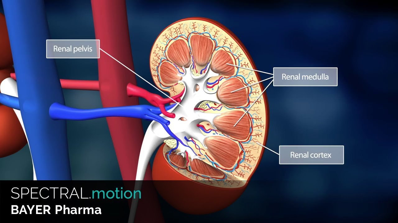 Explainfilm, Animation | Bayer Pharma - YouTube
