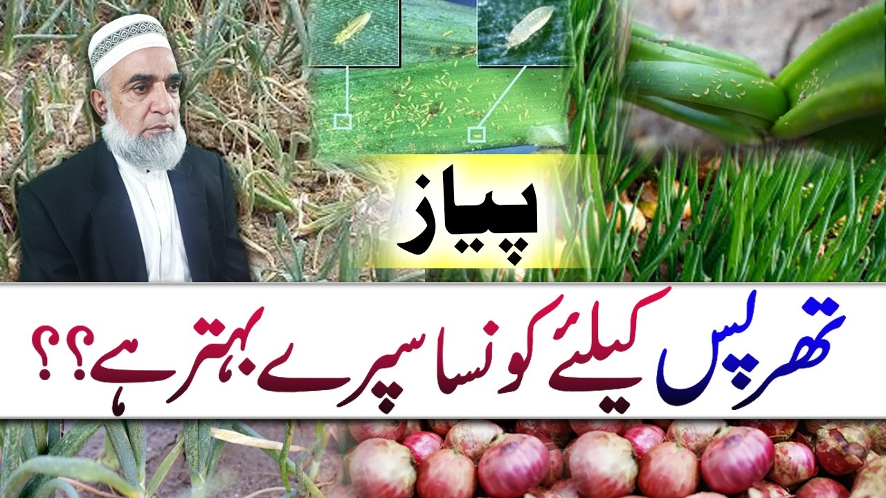 Best Insecticides for Thrips in Onion Crop || Crop Reformer - YouTube