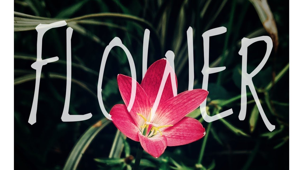 Flower edit using Snapped 😍 - YouTube