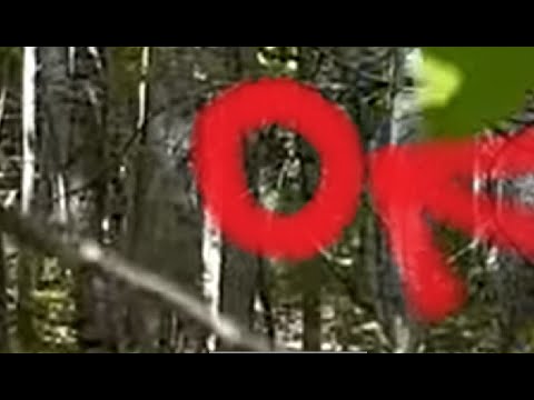 Bigfoot Sasquatch Researcher Explains Why He Didn't Take A Closer Look ...