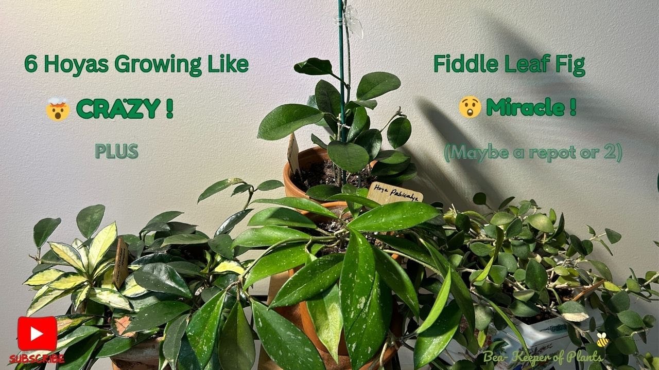 6 Hoyas Growing Like 🤯 𝗖𝗥𝗔𝗭𝗬+ Fiddle Leaf Fig 𝐌𝐈𝐑𝐀𝐂𝐋𝐄 🪄! | 𝐑𝐄𝐏𝐎𝐓 and ...