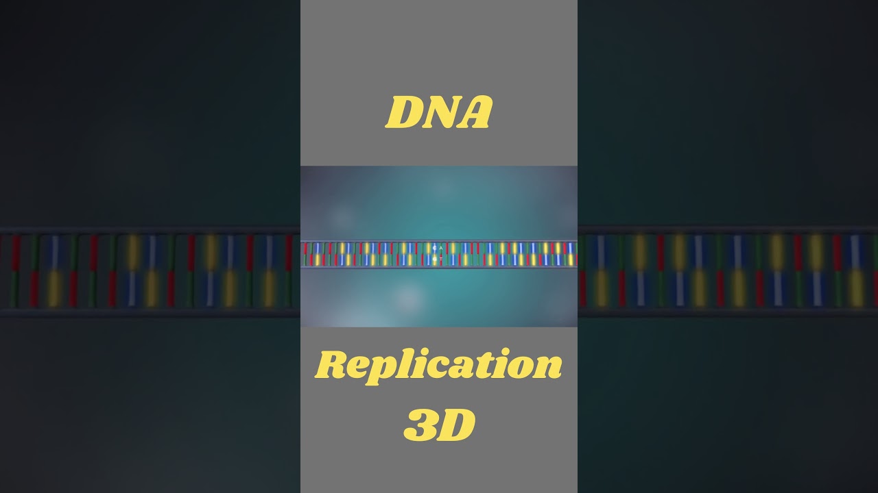 DNA Replication | 3D - YouTube