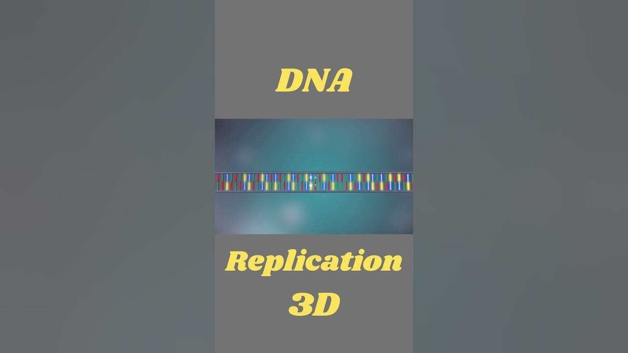 DNA Replication | 3D - YouTube
