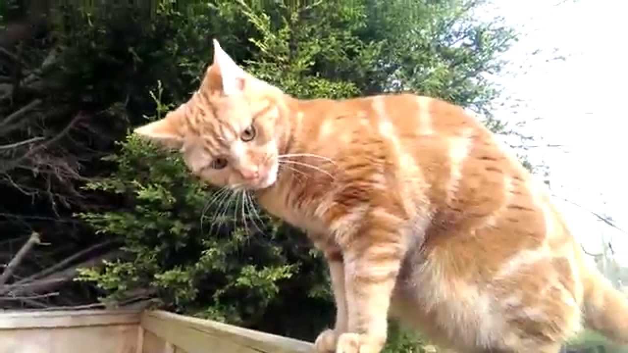 Angry Ginger Cat vs Hand - YouTube
