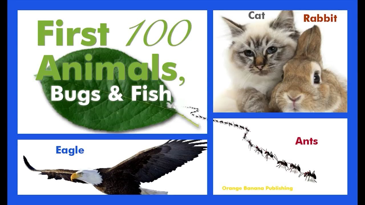 Kids First 100 Animals: A Kids Life Video in 4K - YouTube