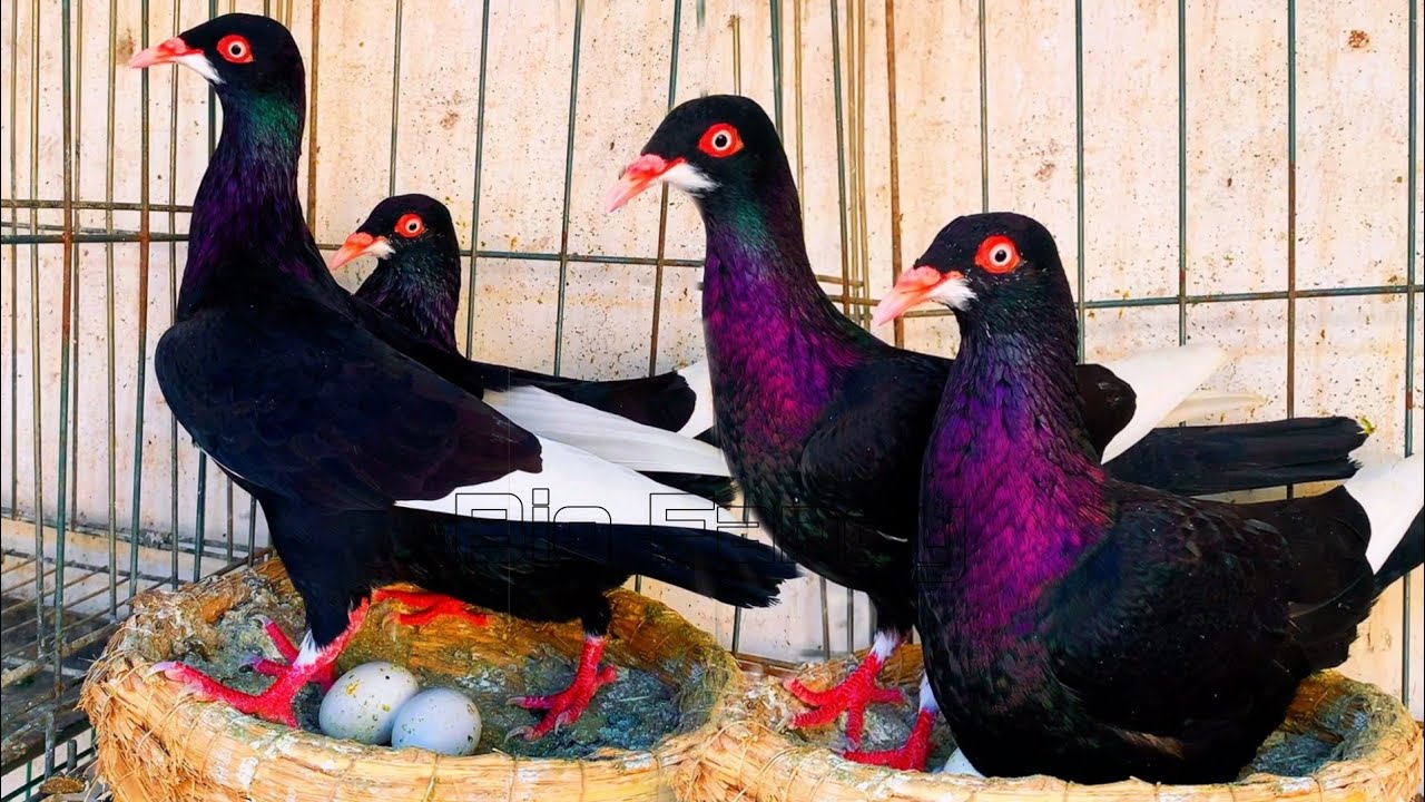 Amazing fancy pigeon varieties & fancy pigeon loft - breeding fancy ...