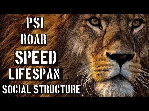 The Lion | Lion Facts | Lion's territory | Lion's Social structure ...