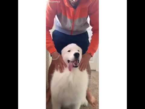 #shorts Microsoft windows Xp Dog edition... - YouTube