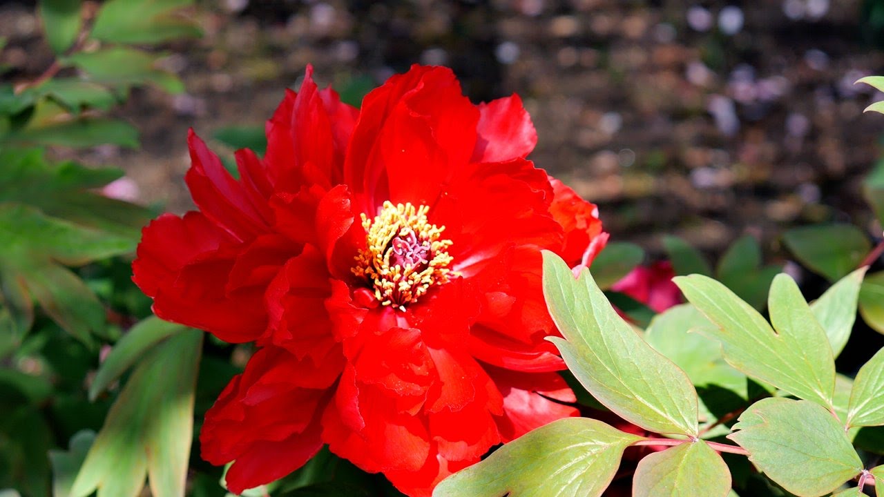 Peonies - tree peony flowers of a Japanese Shinto shrine - YouTube