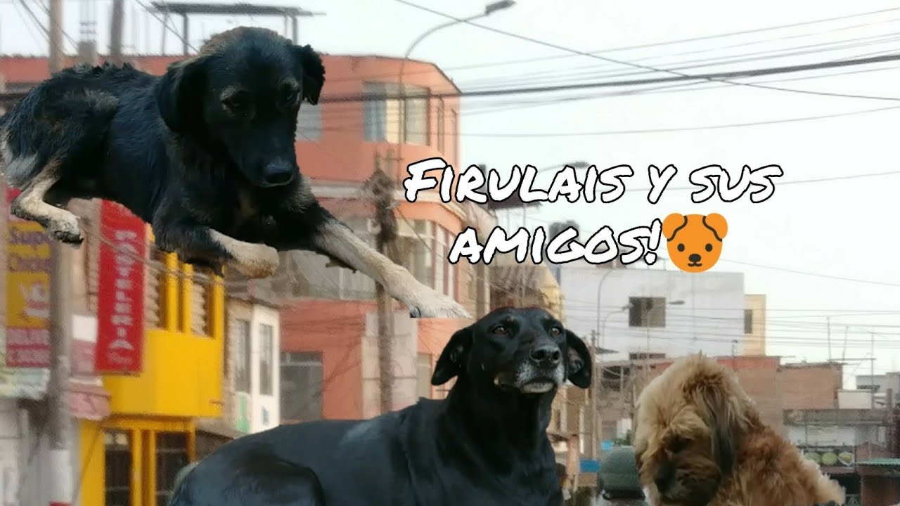FIRULAIS Y SUS AMIGOS ️🐶 Capítulo 1: ¿Quién es más fresco?😮 - YouTube