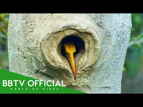 20+ Hornbill Birds You Won’t Believe Nest Like This | Wildlife Documentary | BBTV Official