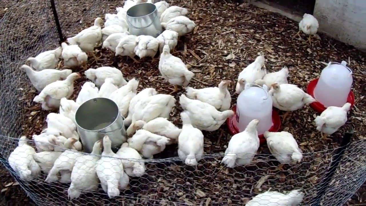 Chicken Video #13 Broilers week 5 - YouTube