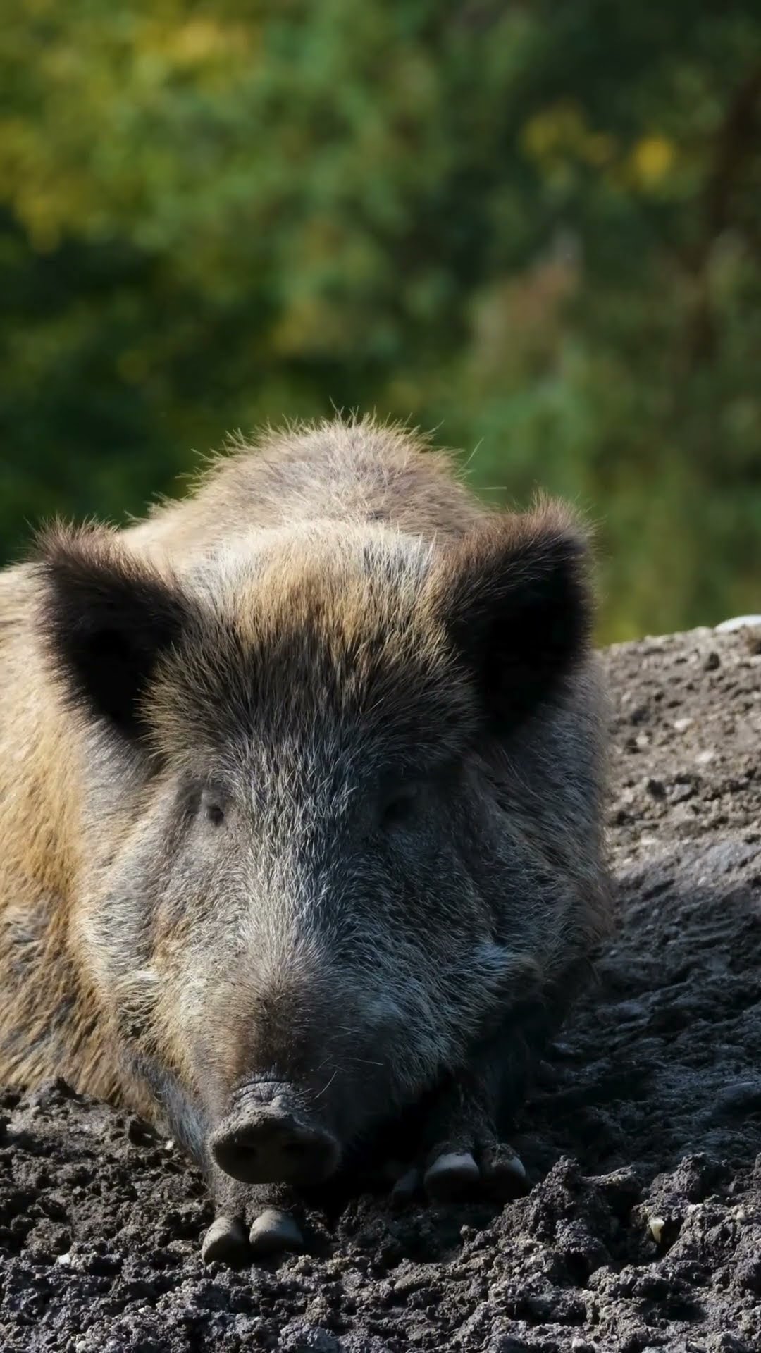 Pig | Pig Videos #shorts | Animal | Zack - YouTube