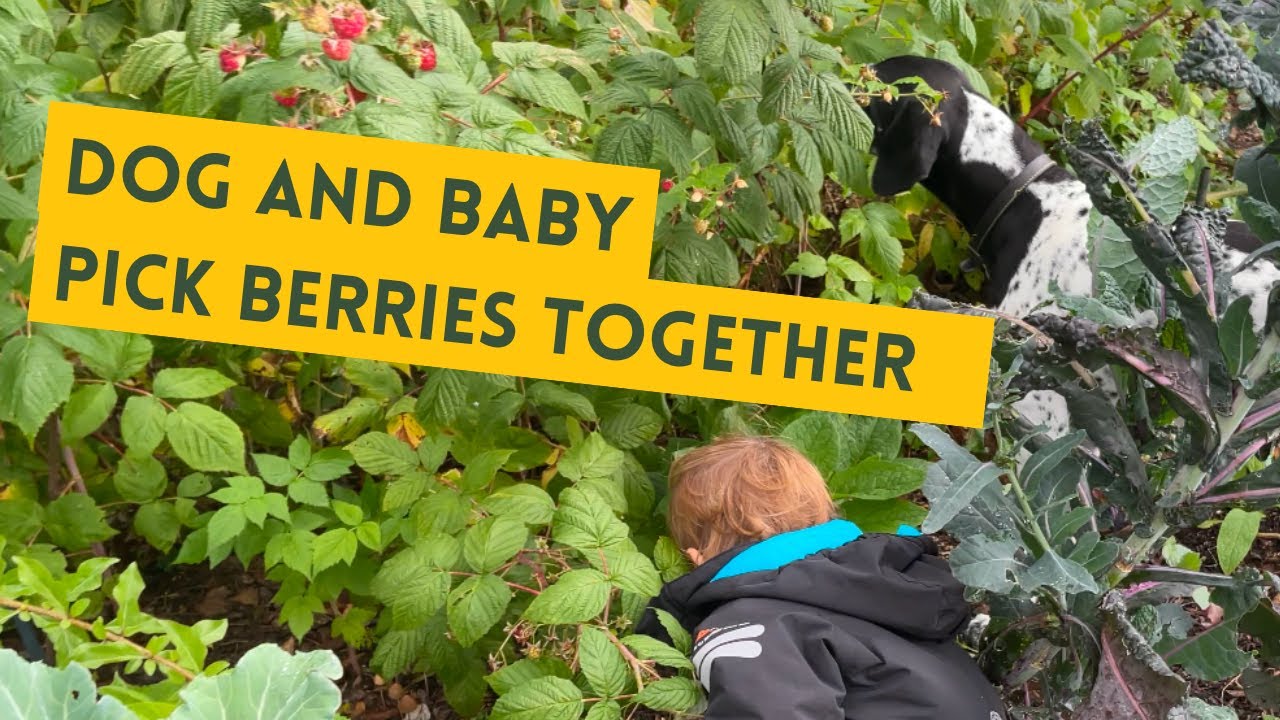 Baby helping dog to pick berries. CUTENESS OVERLOAD!!! - YouTube