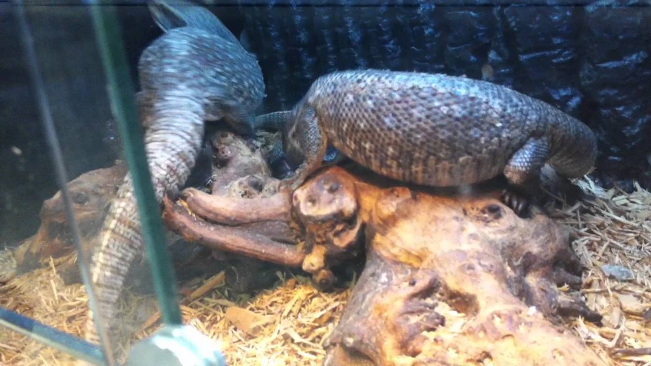 3 Savannah Monitors VS. Mouse - YouTube