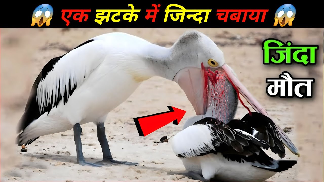 Falcon ने एक झटके मौत कि नींद सुलाया 😱 | Falcon Put To Death in One ...