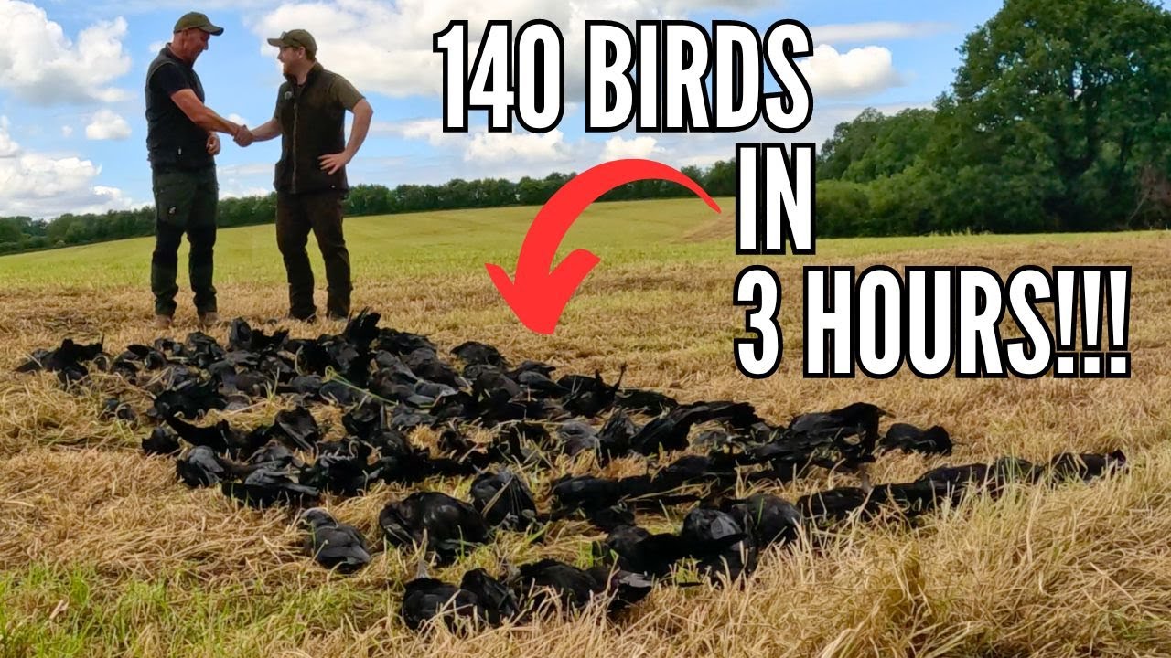Crow Shooting at its BEST!! | Red Letter Day | DECOYING CROWS - YouTube