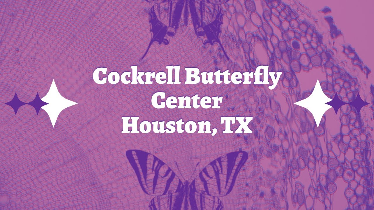 Cockrell Butterfly Center Houston, TX - YouTube