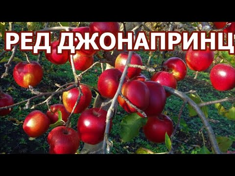 Всем рекомендуем этот сорт! / Яблоня РЕД ДЖОНАПРИНЦ - YouTube