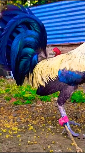 wow hiraw blue legs solid #rooster #chicken #ayam - YouTube
